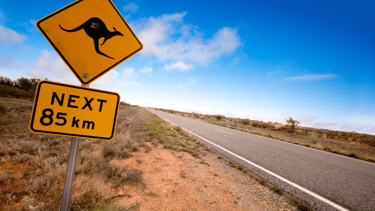 Roadkill: Wildlife on Our Roads - Road Sense Australia